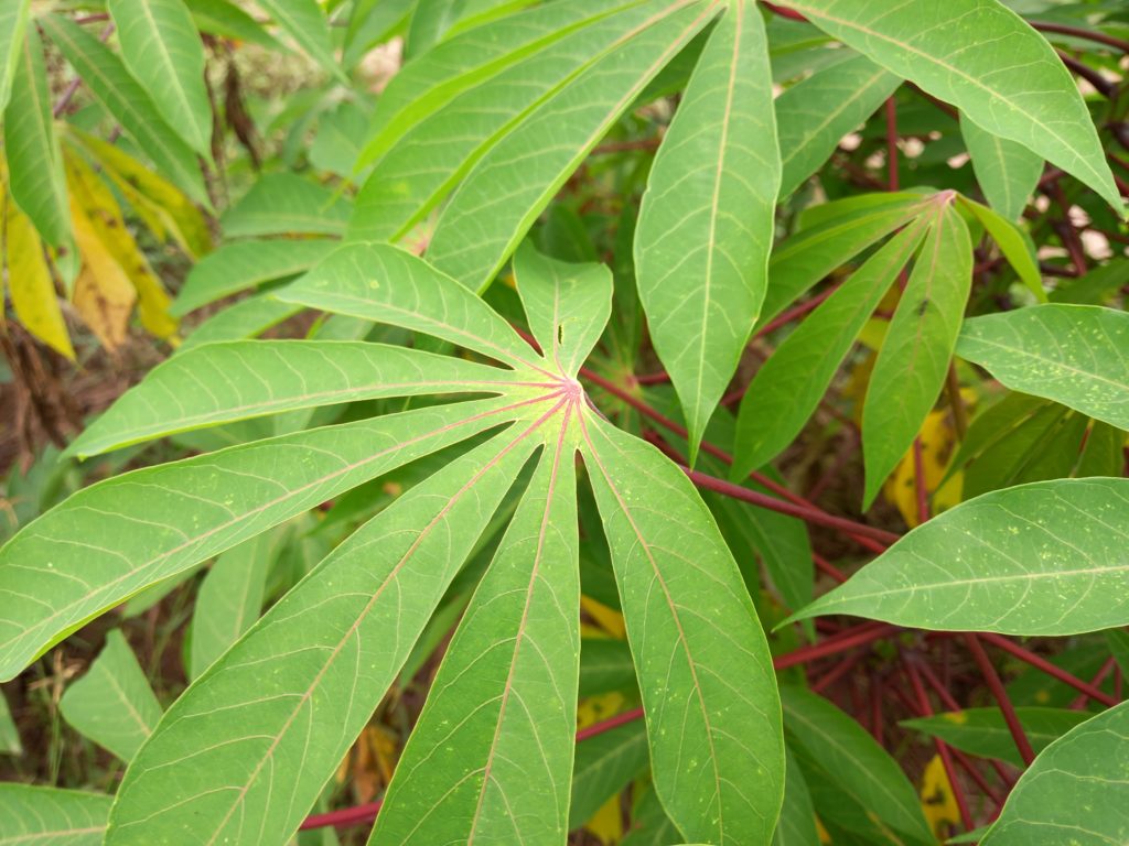 Cassava Varieties and the Prominence of TME 419 – AyosifamHub