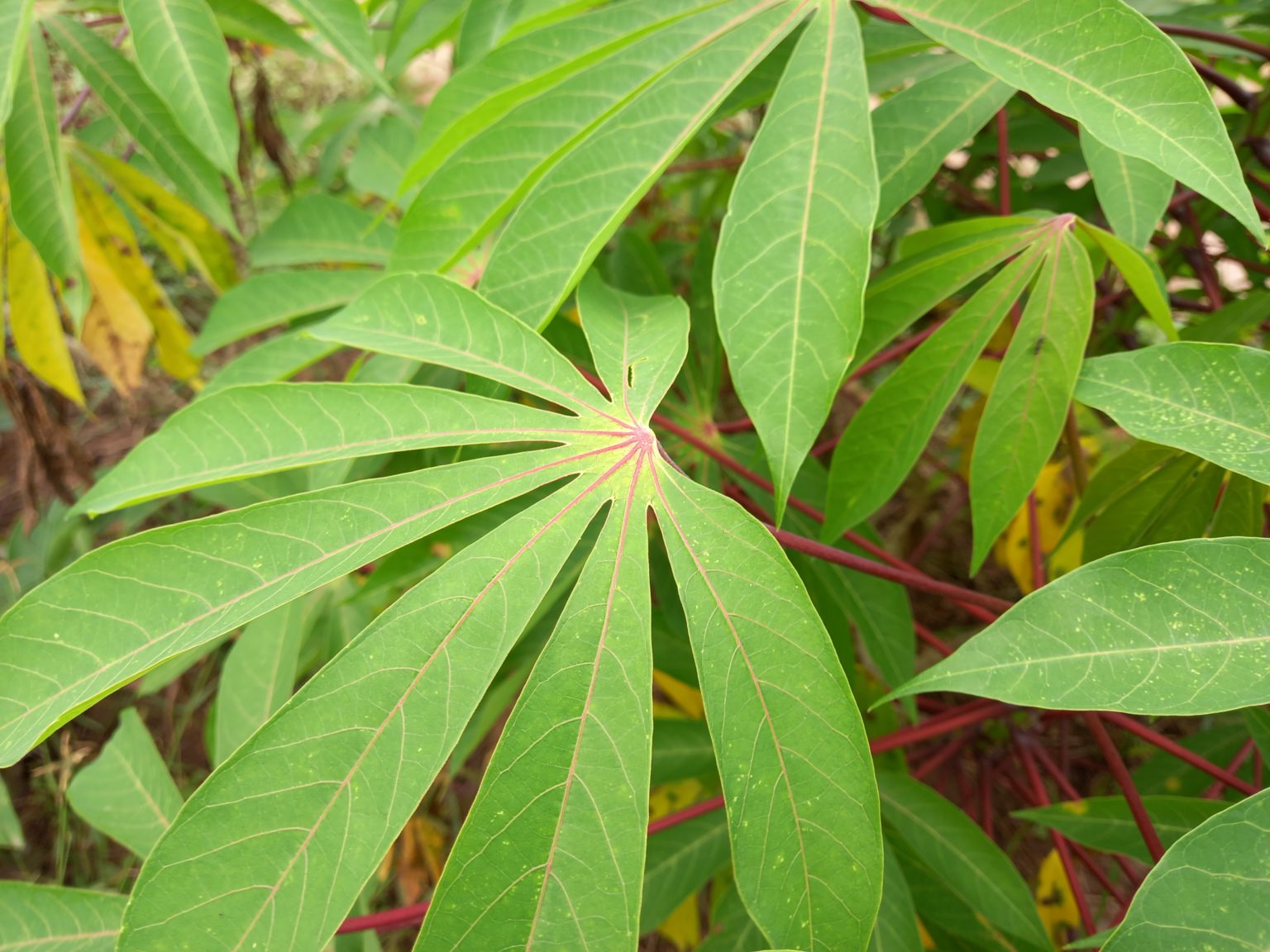 Cassava Varieties and the Prominence of TME 419 – AyosifamHub