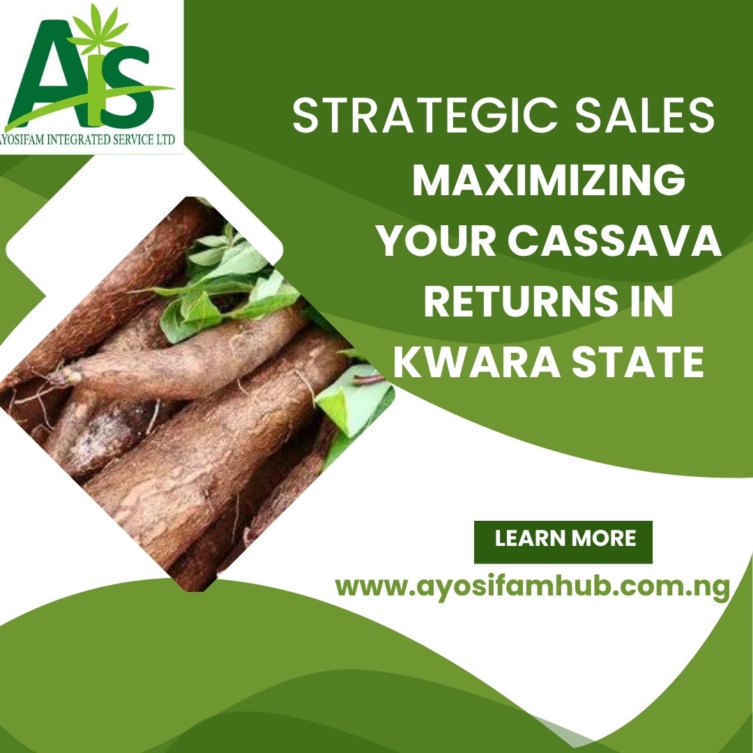 Strategic Sales: Maximizing Your Cassava Returns in Kwara State ...
