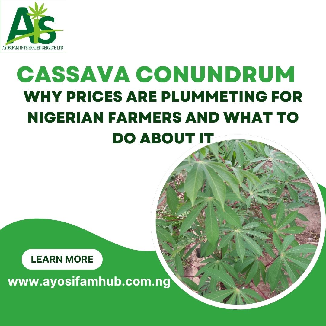 Cassava Conundrum: Why Prices Are Plummeting for Nigerian Farmers and ...